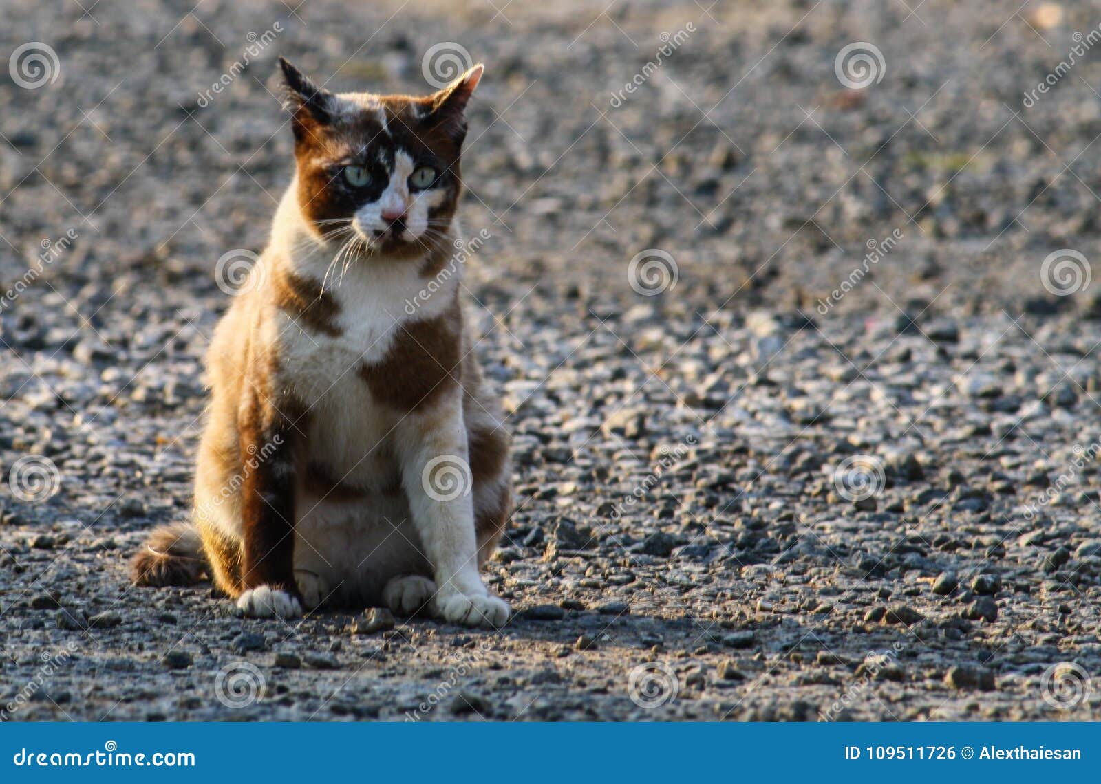 Cats Under the Sun in the Morning. Stock Photo - Image of cats, happy ...