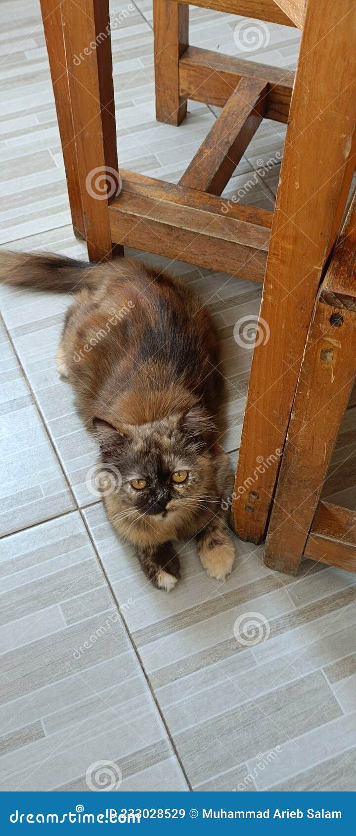 Cat Under the Table stock image. Image of whiskers, table - 233028529