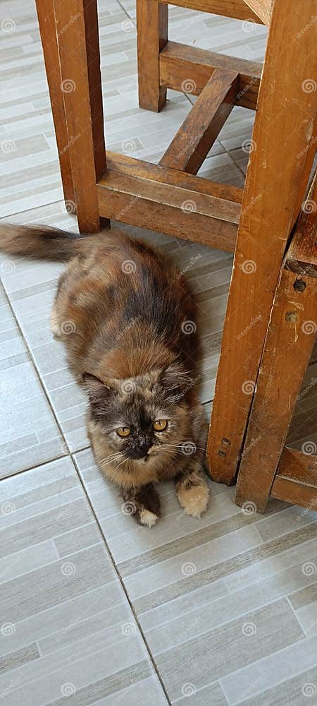 Cat Under the Table stock image. Image of whiskers, table - 233028529