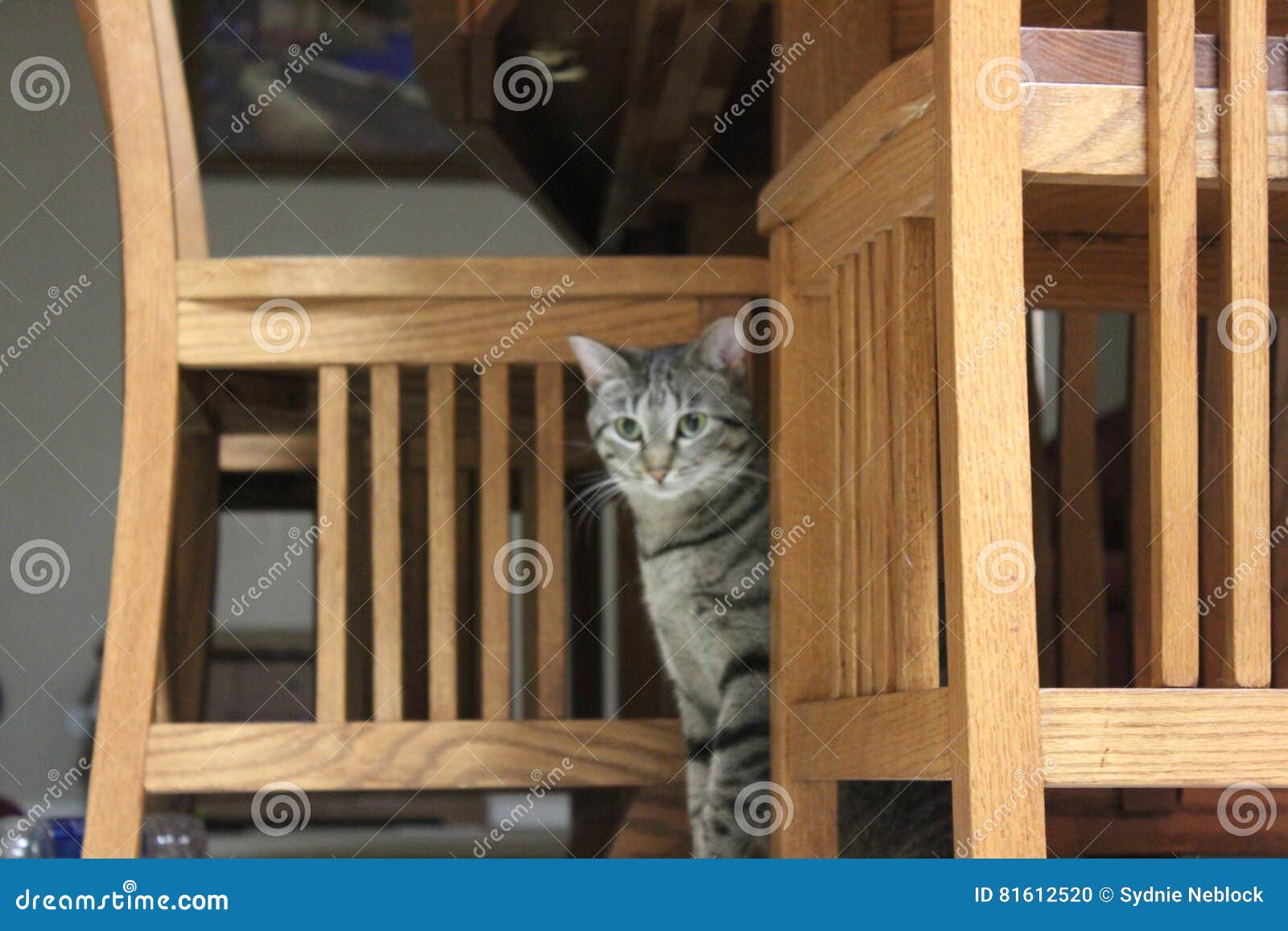 Cat Under a Table stock photo. Image of black, pretty - 81612520