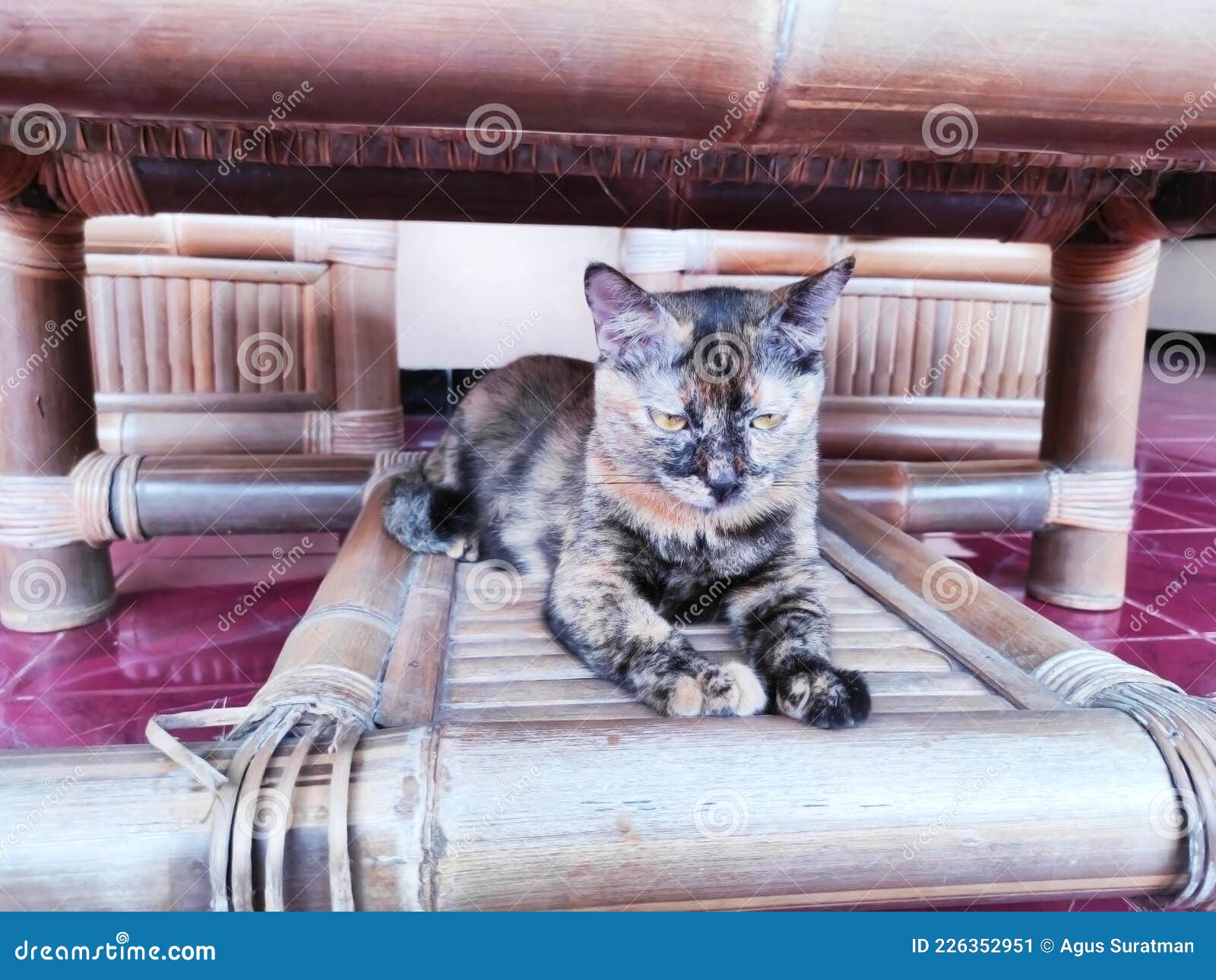 Cat under the table stock image. Image of furniture - 226352951