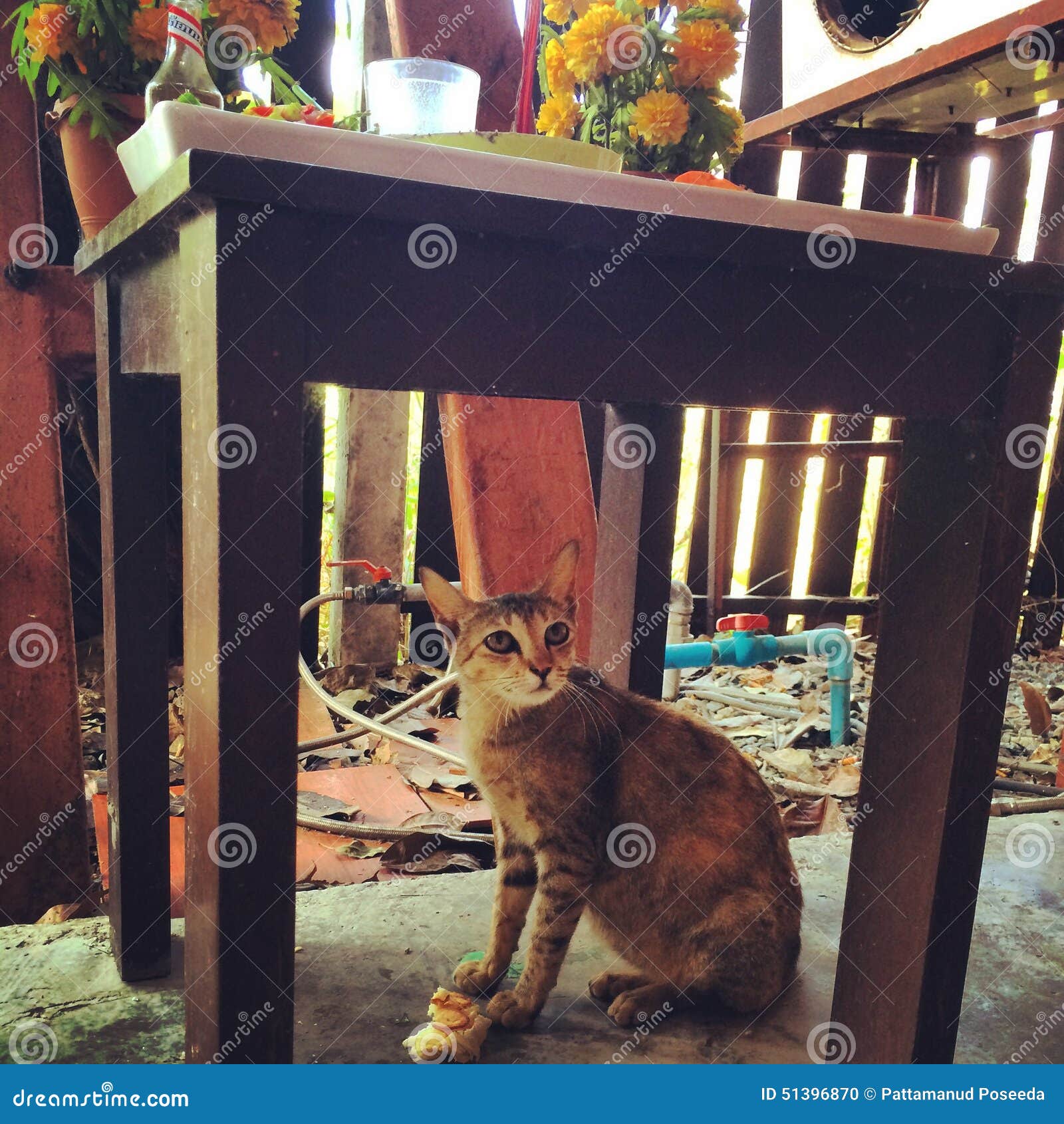 Cat Under Table And Chair Stock Photo | CartoonDealer.com #135829632