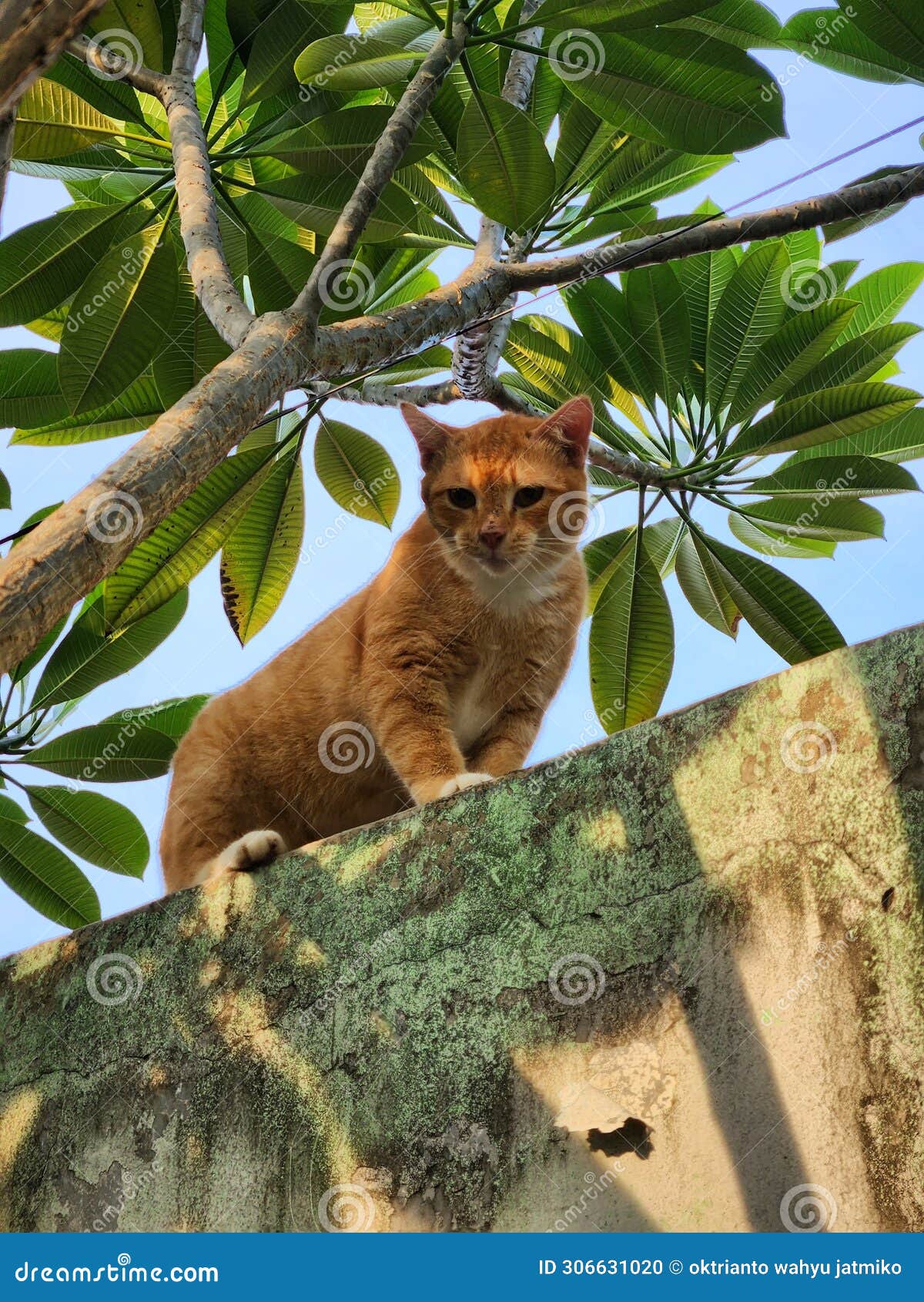 A Cat Under the Tree from Below Stock Photo - Image of mammal, bird ...