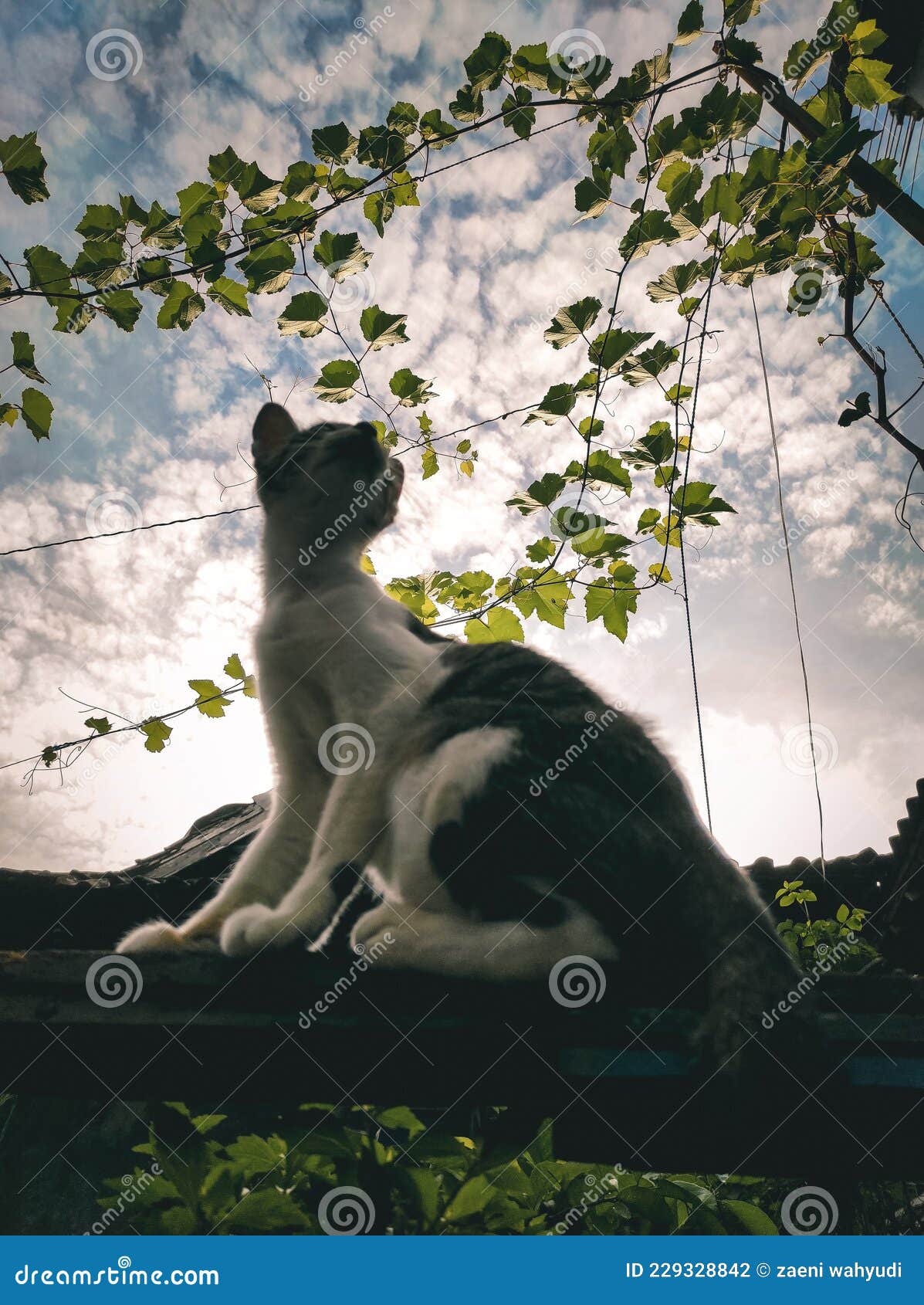 Cat under the tree stock photo. Image of treea, carnivore - 229328842