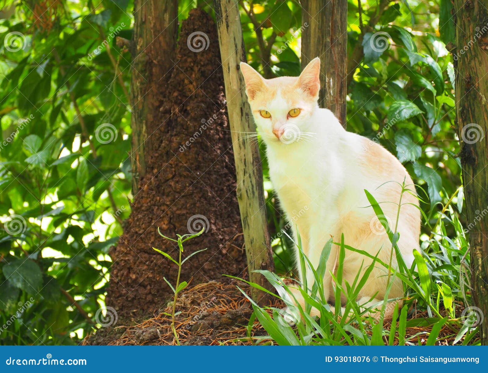 Cat stock photo. Image of beautiful, cats, sitting, puppy - 93018076