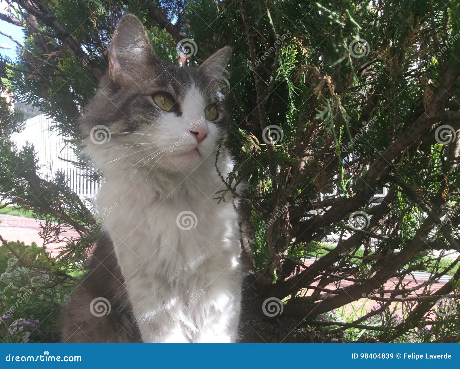 Cat under tree stock image. Image of look, eyes, focus - 98404839