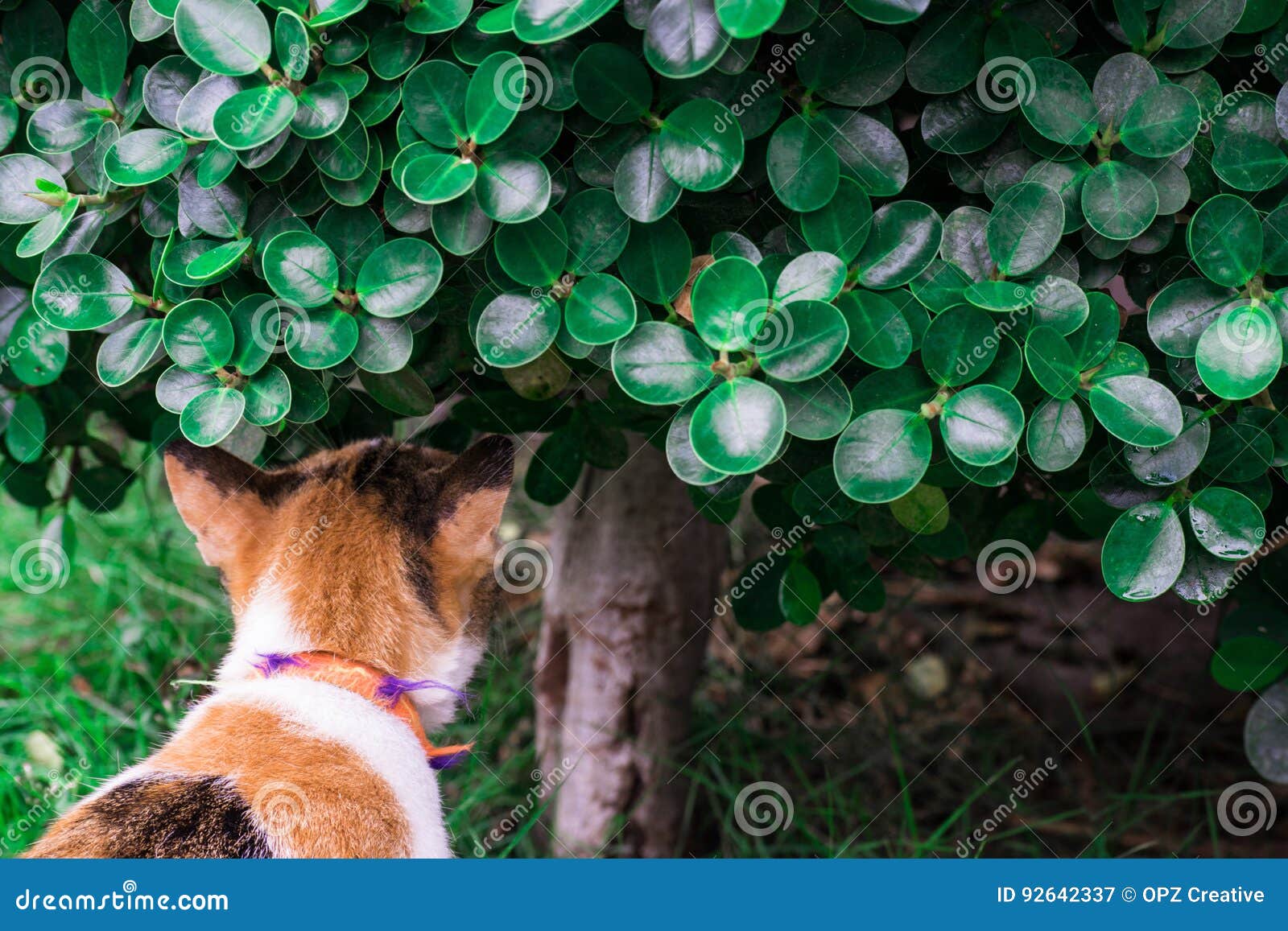 Cat under the tree. stock image. Image of kitten, outdoor - 92642337
