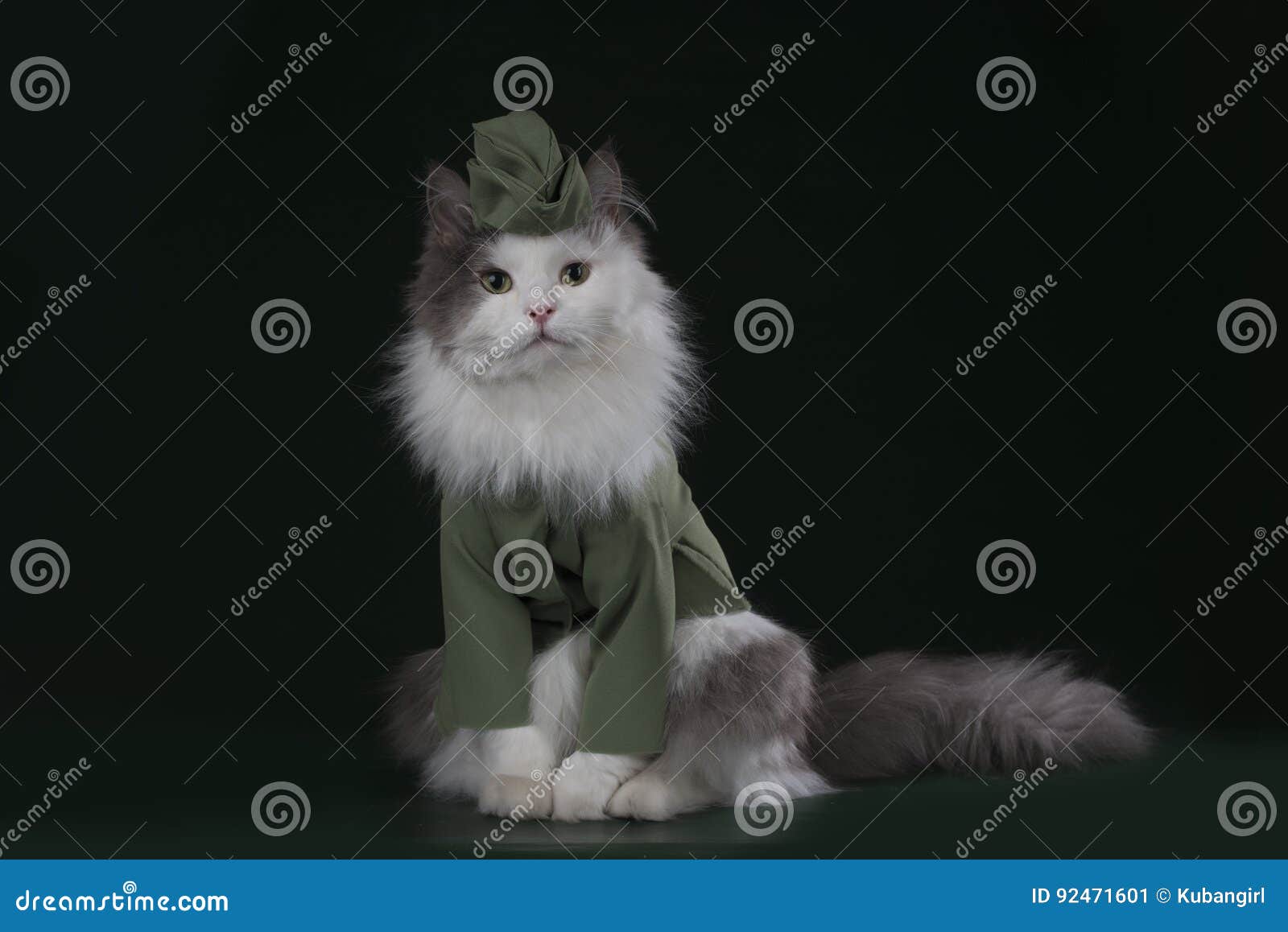 A Cat in the Uniform of a Soldier Stock Image - Image of clothes ...