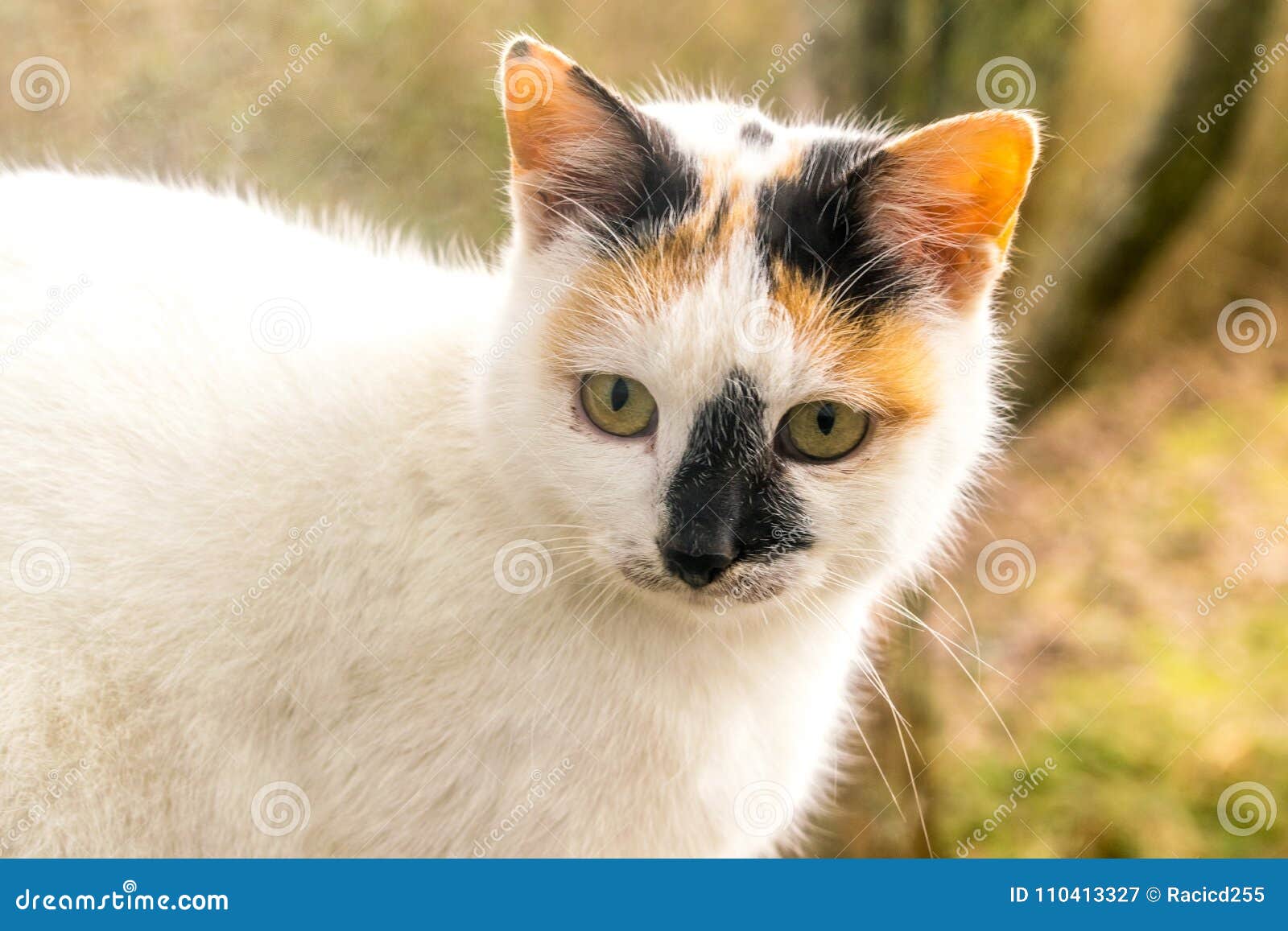 Cat with unique marking stock image. Image of marking - 110413327