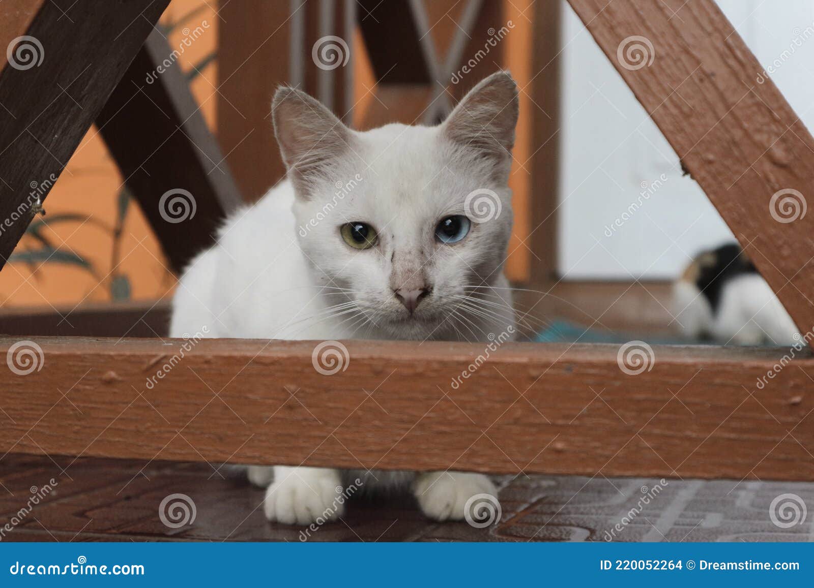 A Cat with Unique Two Eye Color Stock Photo - Image of white, skin ...