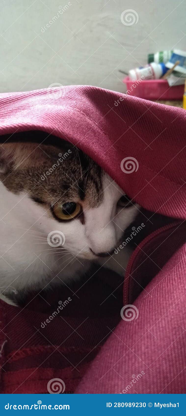 Cat use a uniform stock photo. Image of uniform, hiding - 280989230