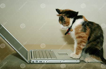 Cat using the computer stock image. Image of keyboard, study - 296803