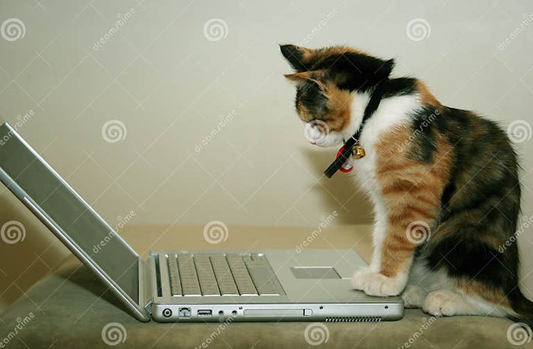 Cat using the computer stock image. Image of keyboard, study - 296803