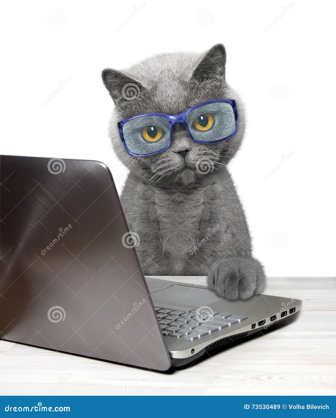 Cat Using Laptop or Notebook Stock Image - Image of laptop, male: 73530489