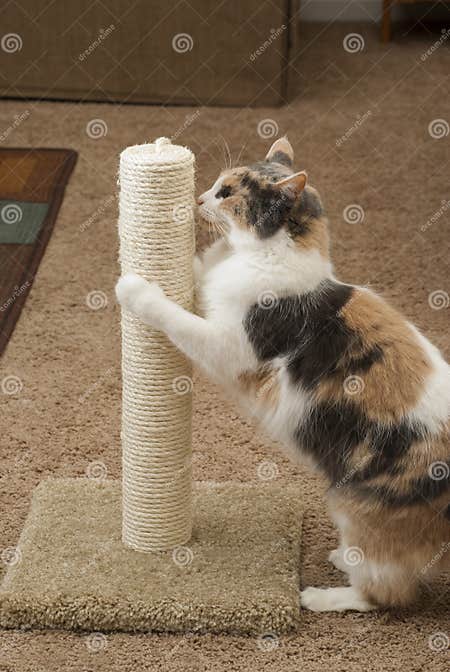 Cat using scratching post stock image. Image of paws - 37855469