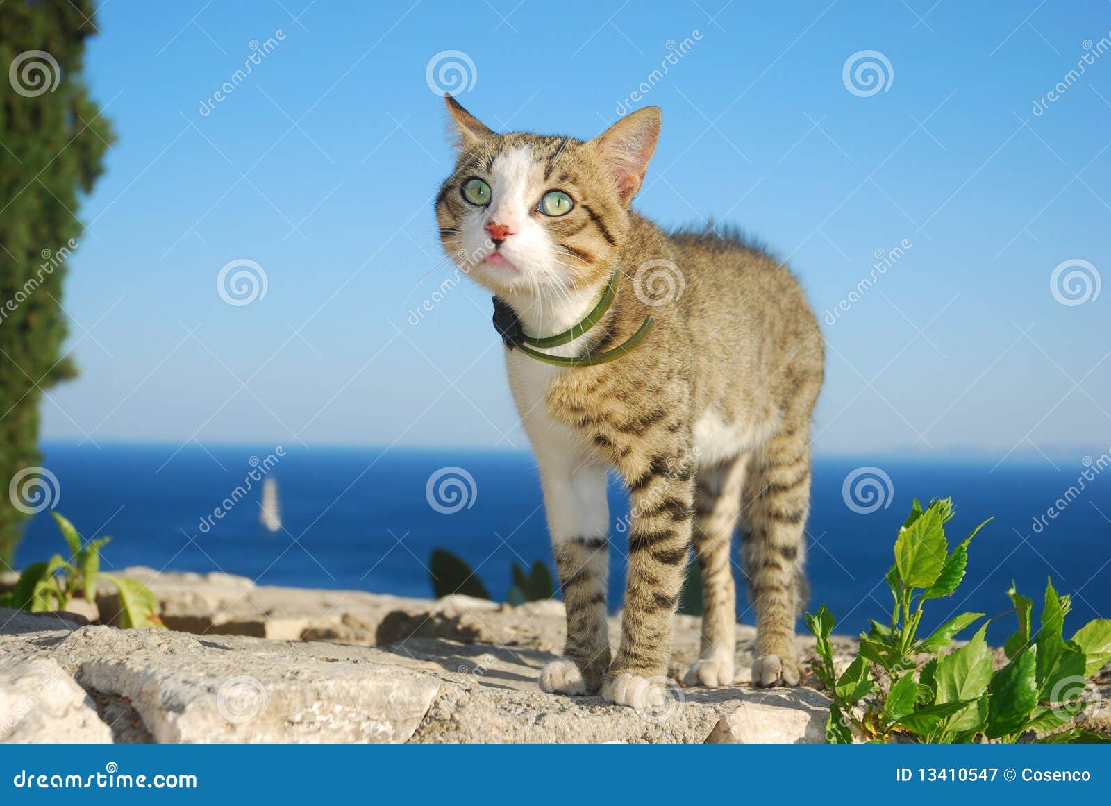 The cat on vacation stock image. Image of people, animal - 13410547