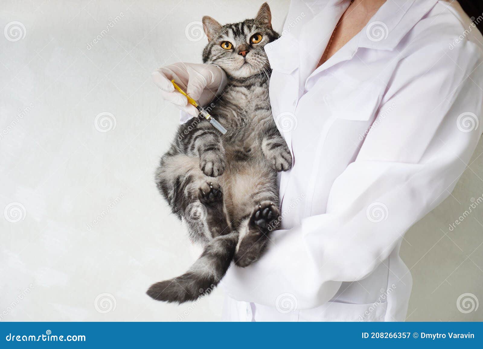 Cat Vaccinations. Funny Cat Looks Forward To Being Vaccinated Stock ...
