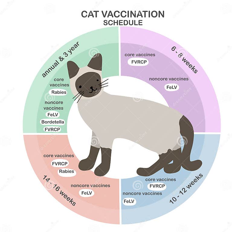 Cat Vaccine Schedule Info-graphic Illustration Stock Vector ...