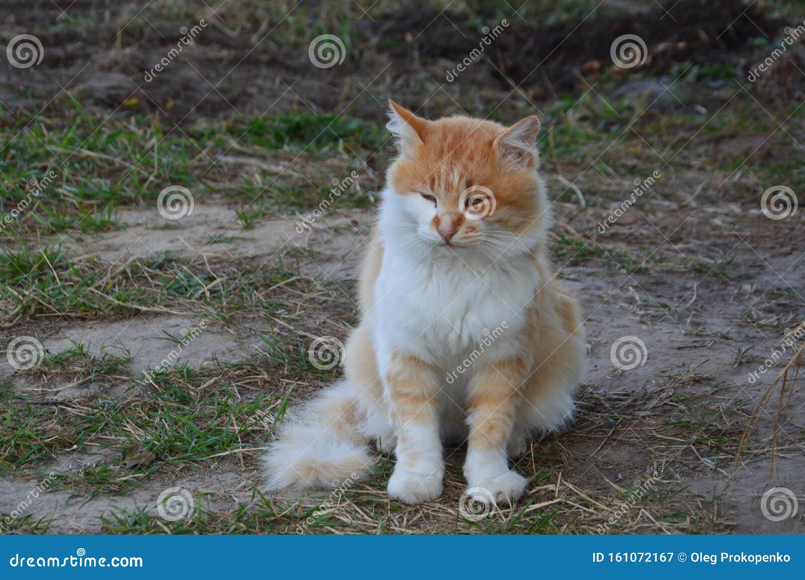 The Cat in Various Positions Walks and Lies Stock Image - Image of ...