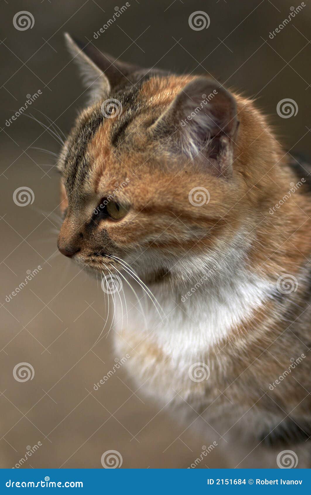 Cat vertical portrait stock photo. Image of portrait, animals - 2151684
