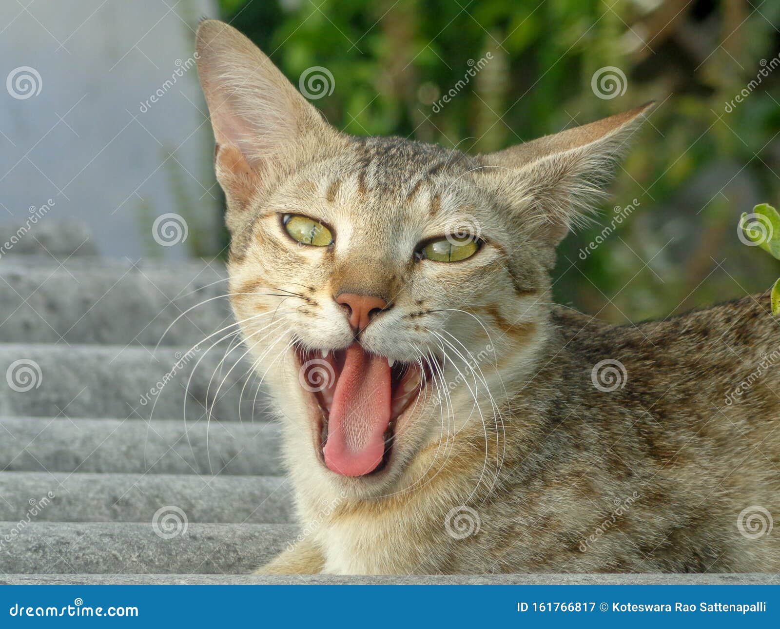 Cat is Very Angry on Seeing Person Stock Image - Image of mammal ...