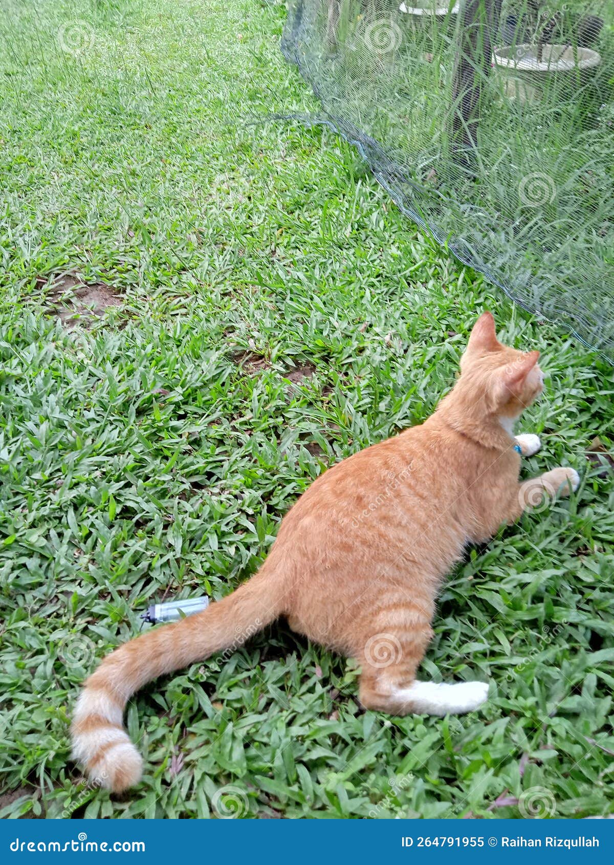 Cat is Very Beautiful at Outdoor Stock Image - Image of yellow, cats ...