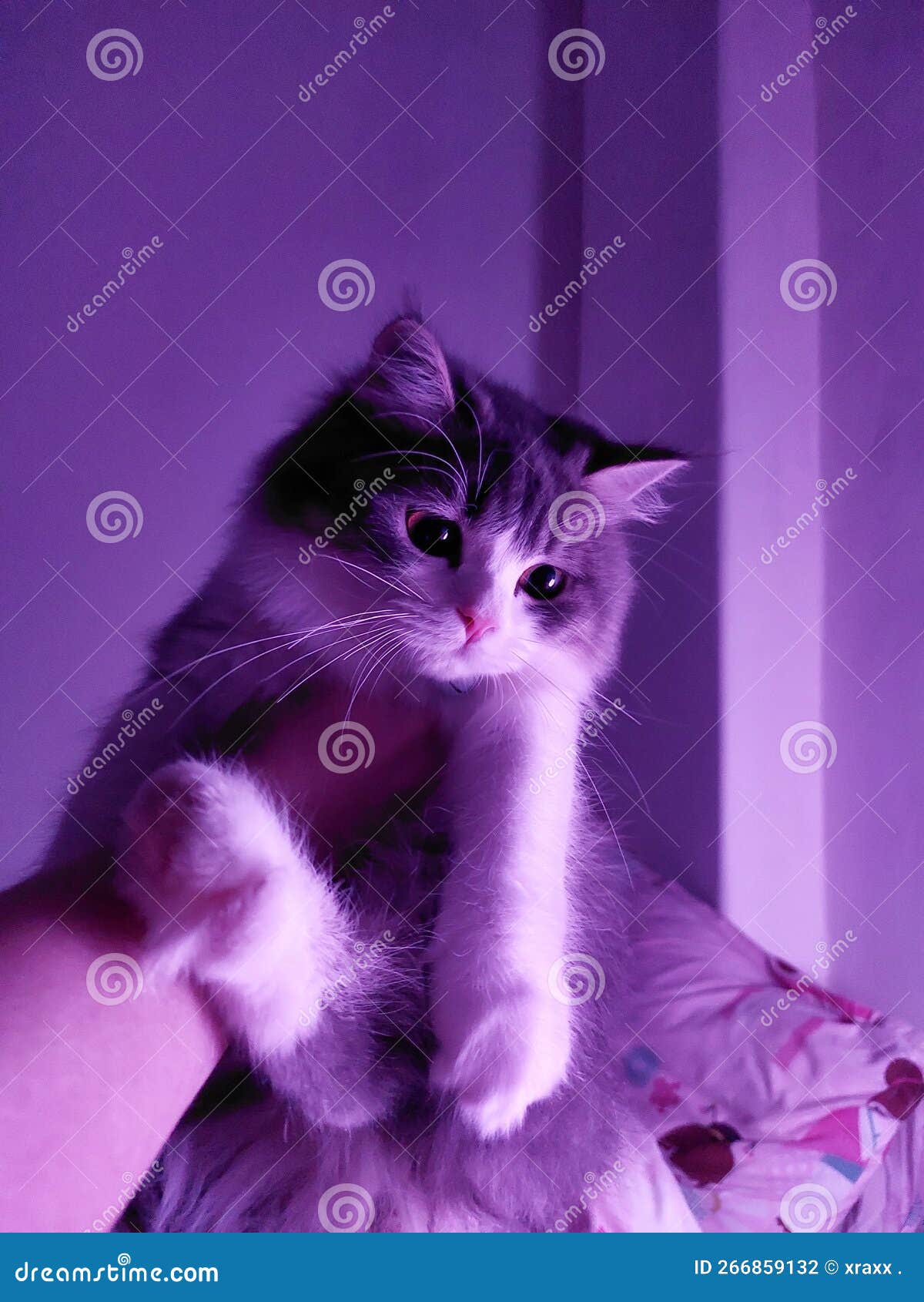The cat is very bored. stock photo. Image of carnivore - 266859132
