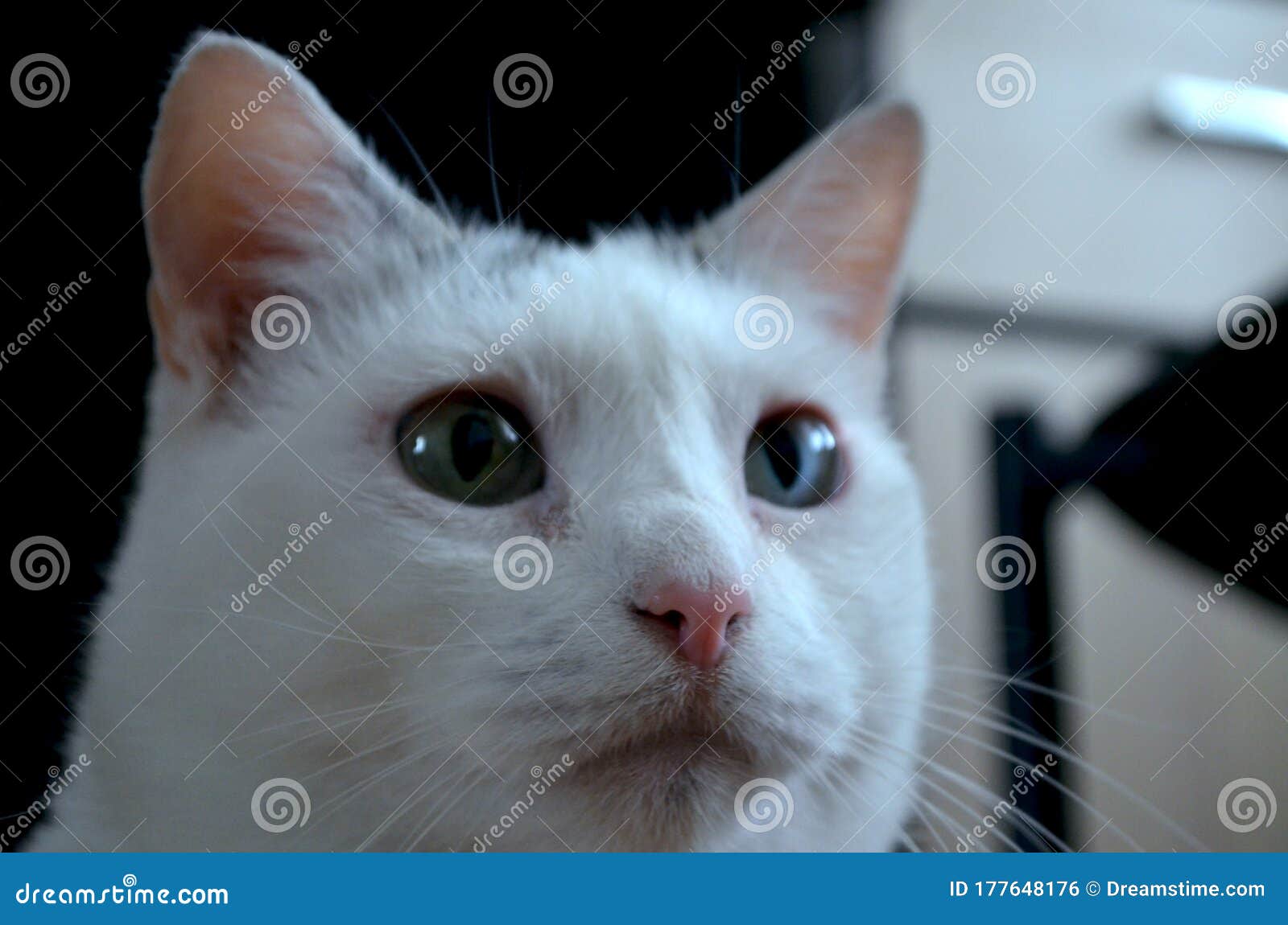 Cat very close to camera stock photo. Image of close - 177648176