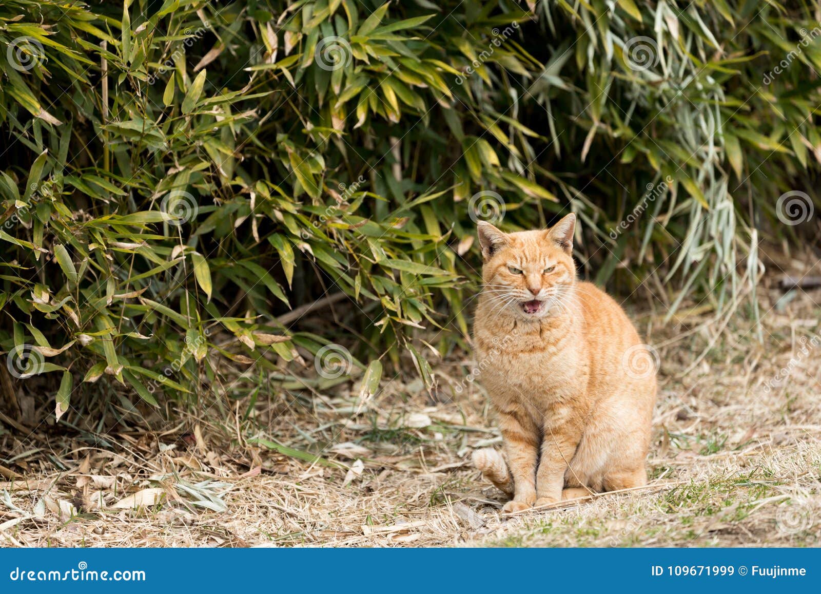 Funny red cat stock image. Image of animal, straycat - 109671999