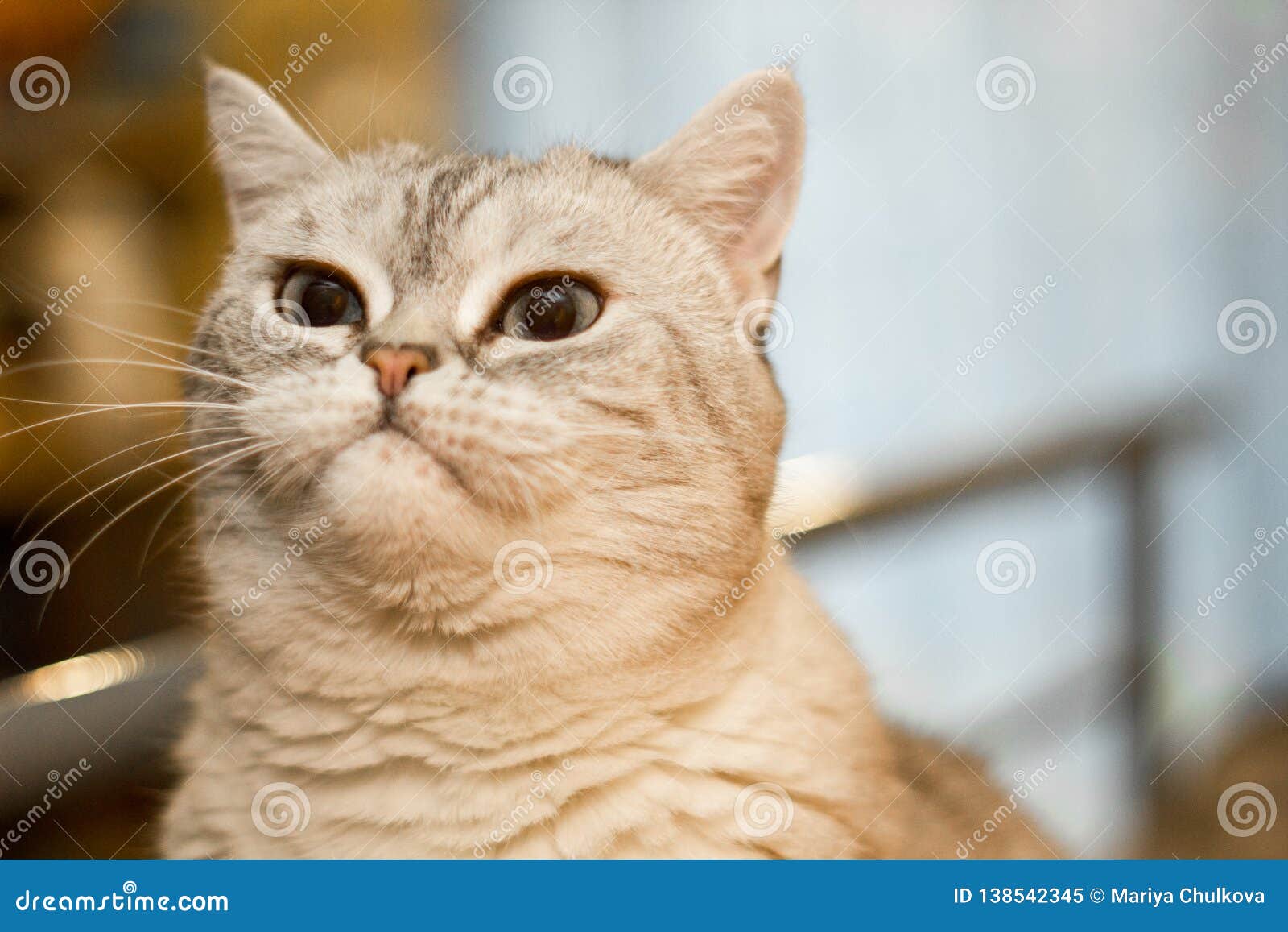 Grumpy british cat stock image. Image of cute, white - 138542345