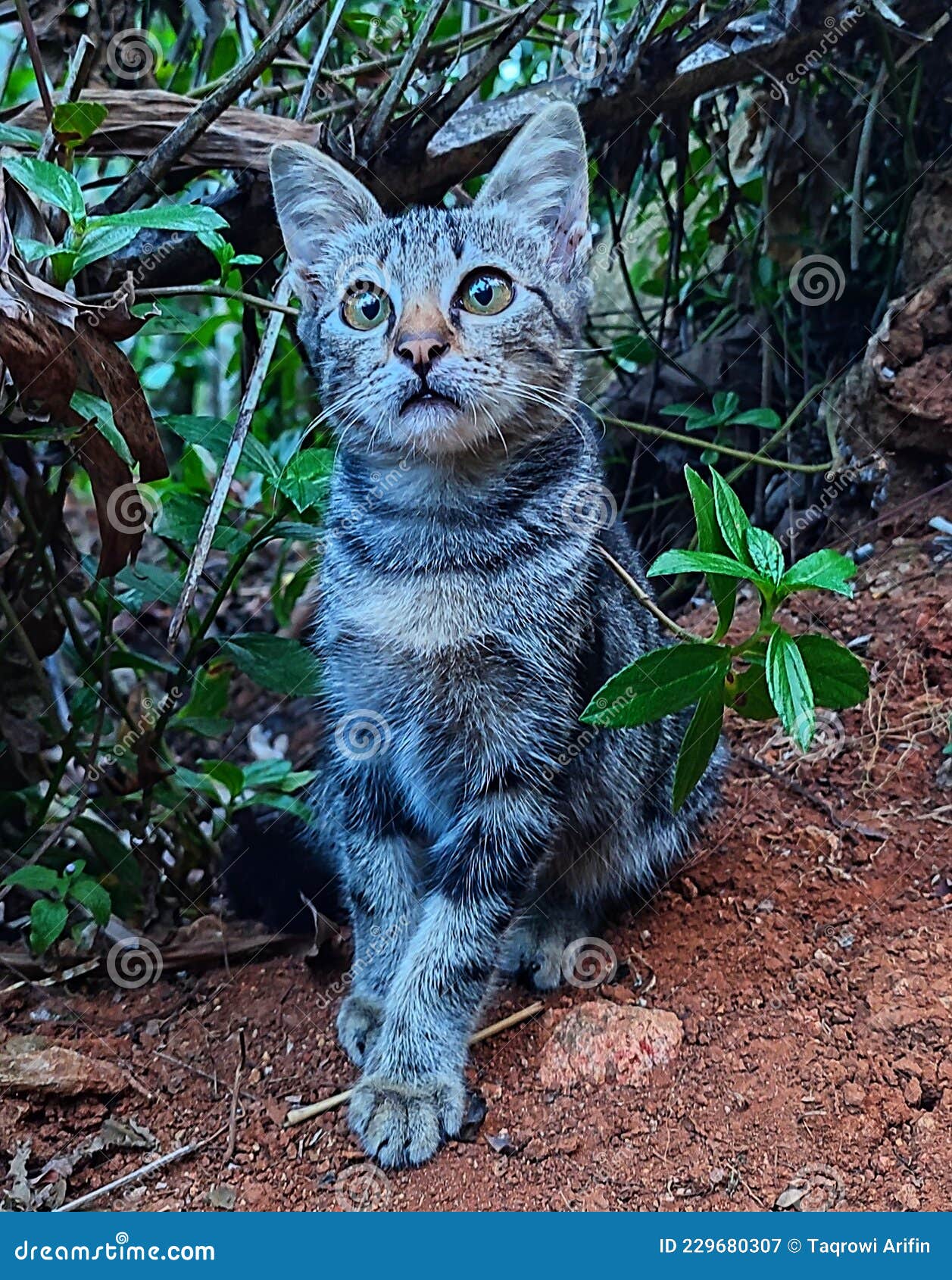A Cat with Very Sharp Eyes Staring at Its Prey Stock Image - Image of ...