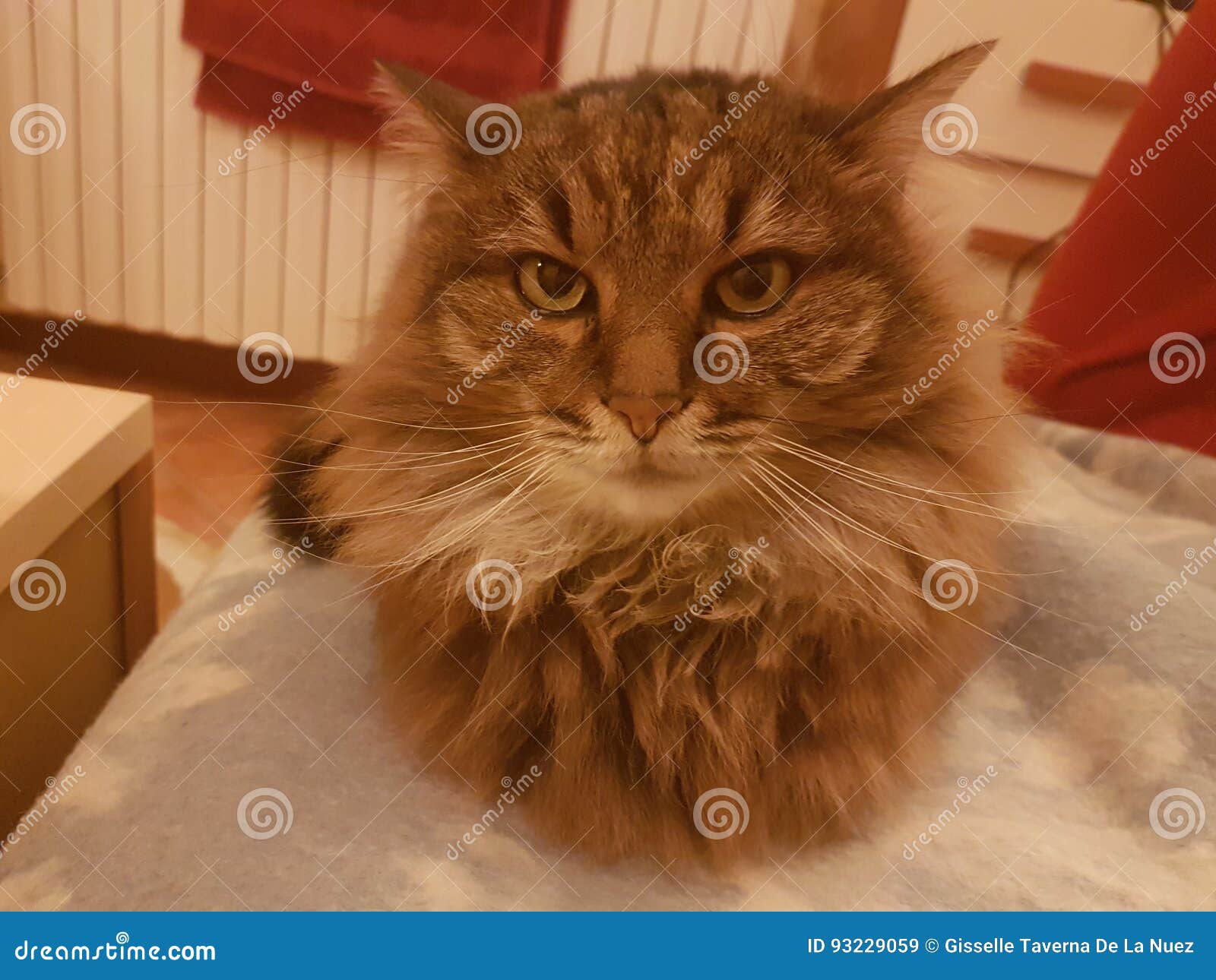 Cat very sweet stock image. Image of sweet, letto, whiskers - 93229059