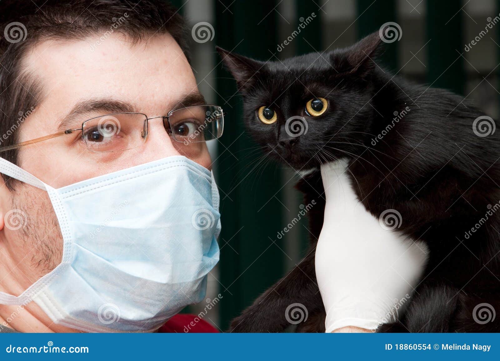 Cat at vet stock photo. Image of look, checkup, compassionate - 18860554