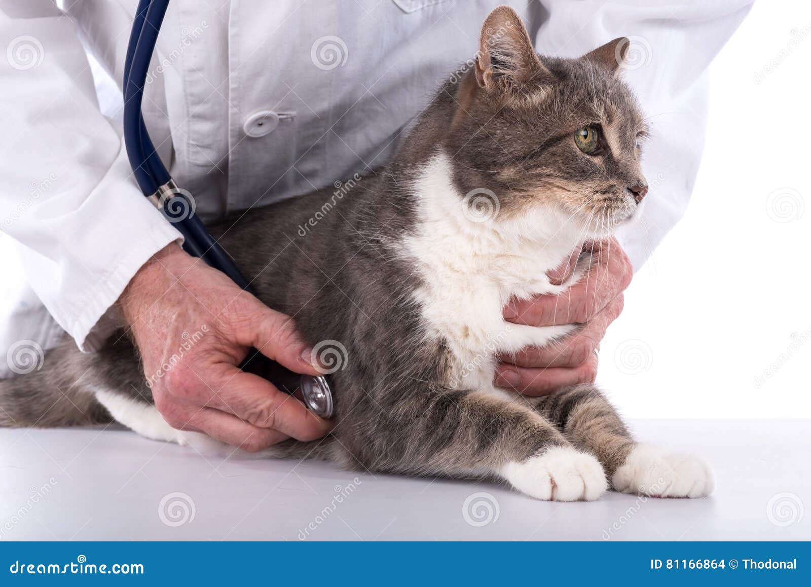 Cat at the vet clinic stock photo. Image of check, medical - 81166864