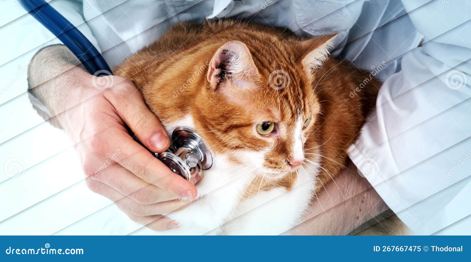 Cat at the Vet Clinic, Geometric Pattern Stock Image - Image of clinic ...