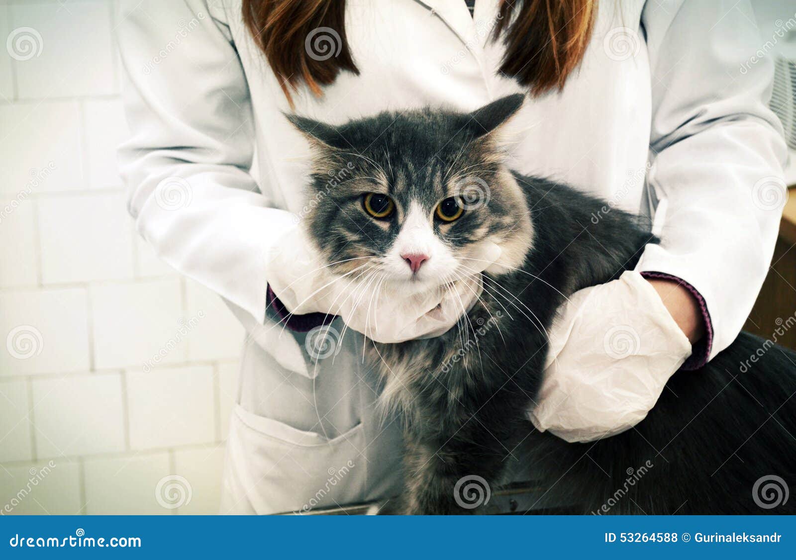 Cat and vet hands stock photo. Image of healthcare, health - 53264588