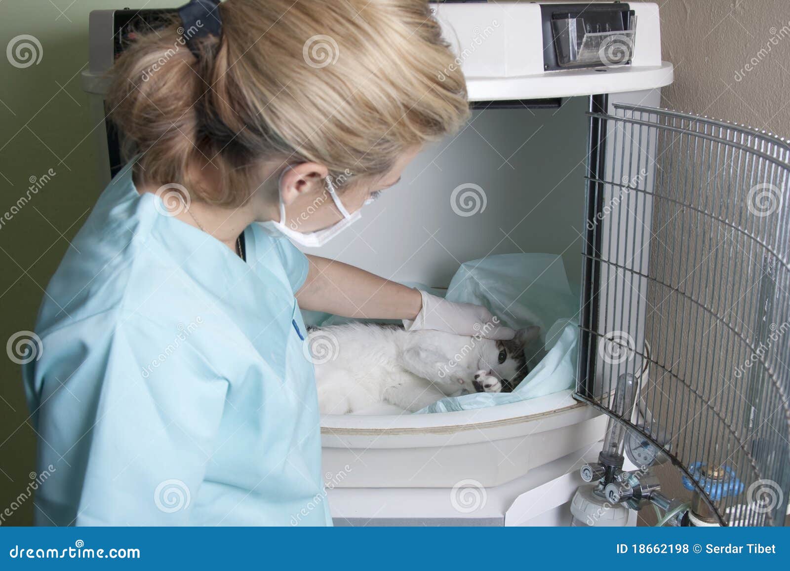 Cat and Veterinary stock photo. Image of doctor, sterilized - 18662198