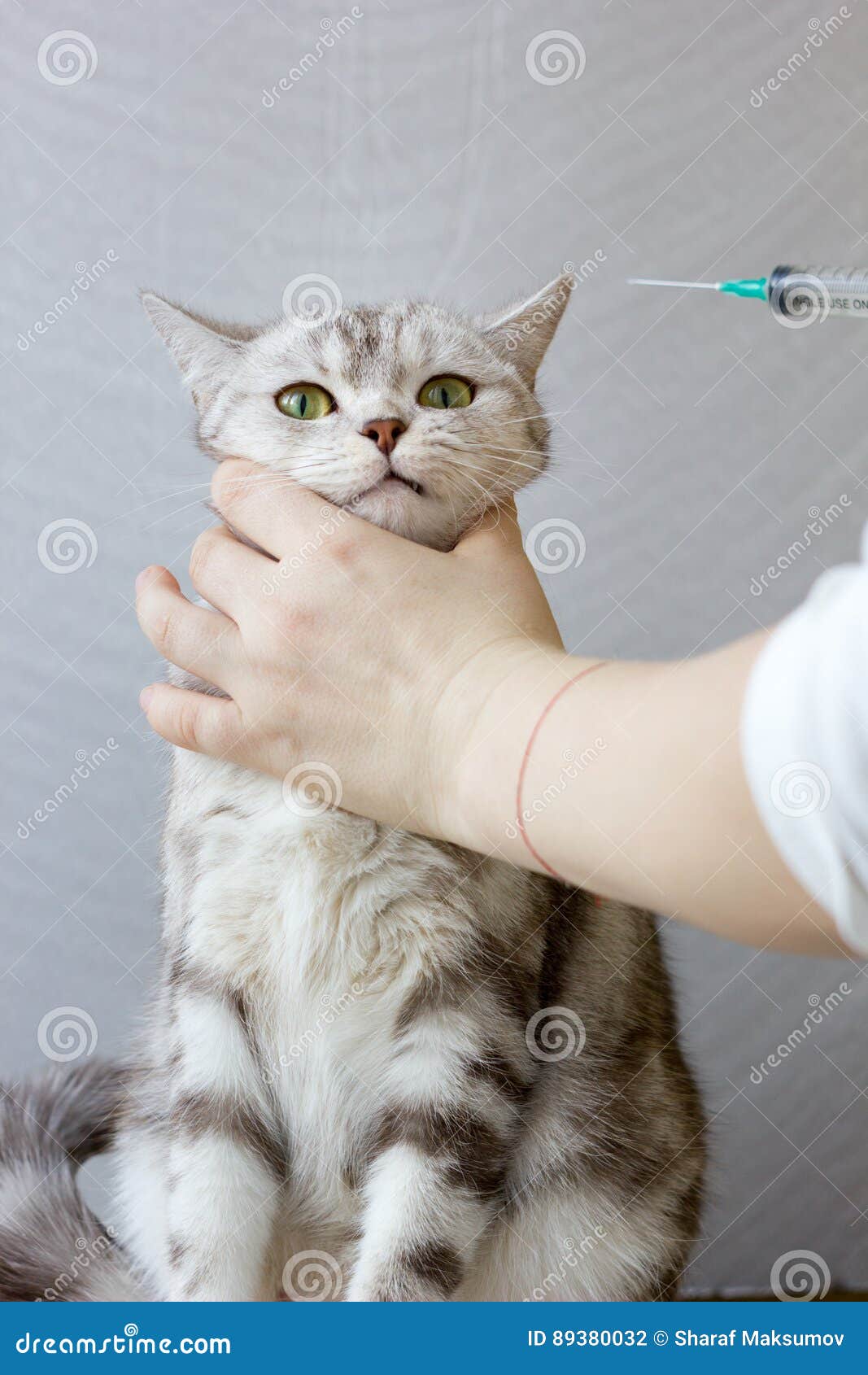 Cat in Veterinary Clinic. Cat and Syringe. Stock Photo - Image of ...