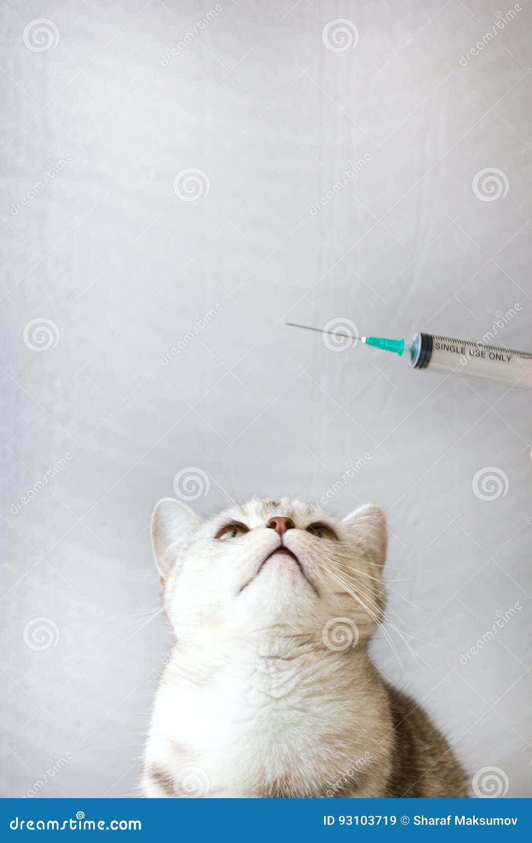 Cat in Veterinary Clinic. Cat and Syringe. Stock Image - Image of care ...