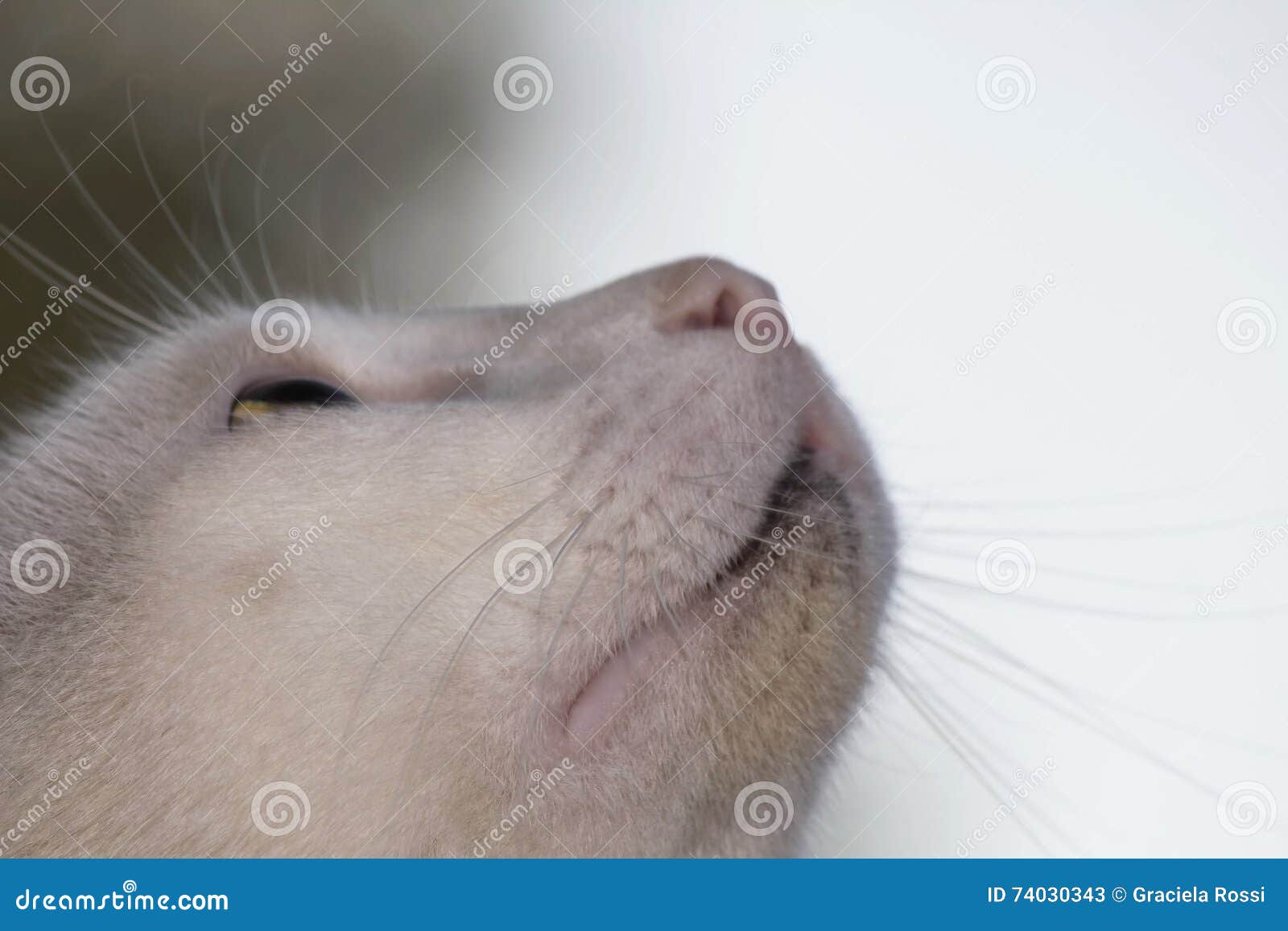 Cat view upwards stock image. Image of skin, feline, gray - 74030343