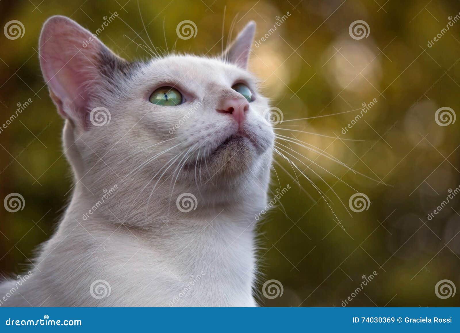 Cat view view upwards stock image. Image of expression - 74030369