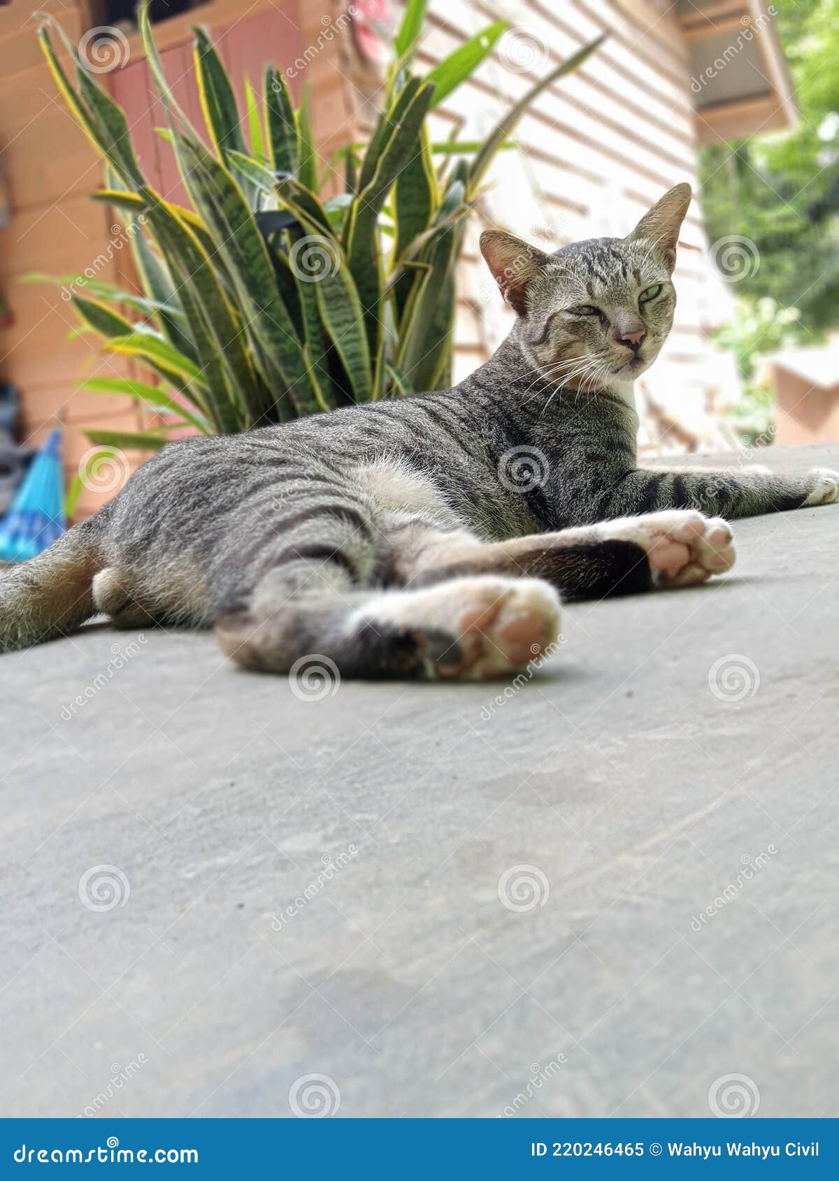 Cat village slow respon stock image. Image of slow, village - 220246465