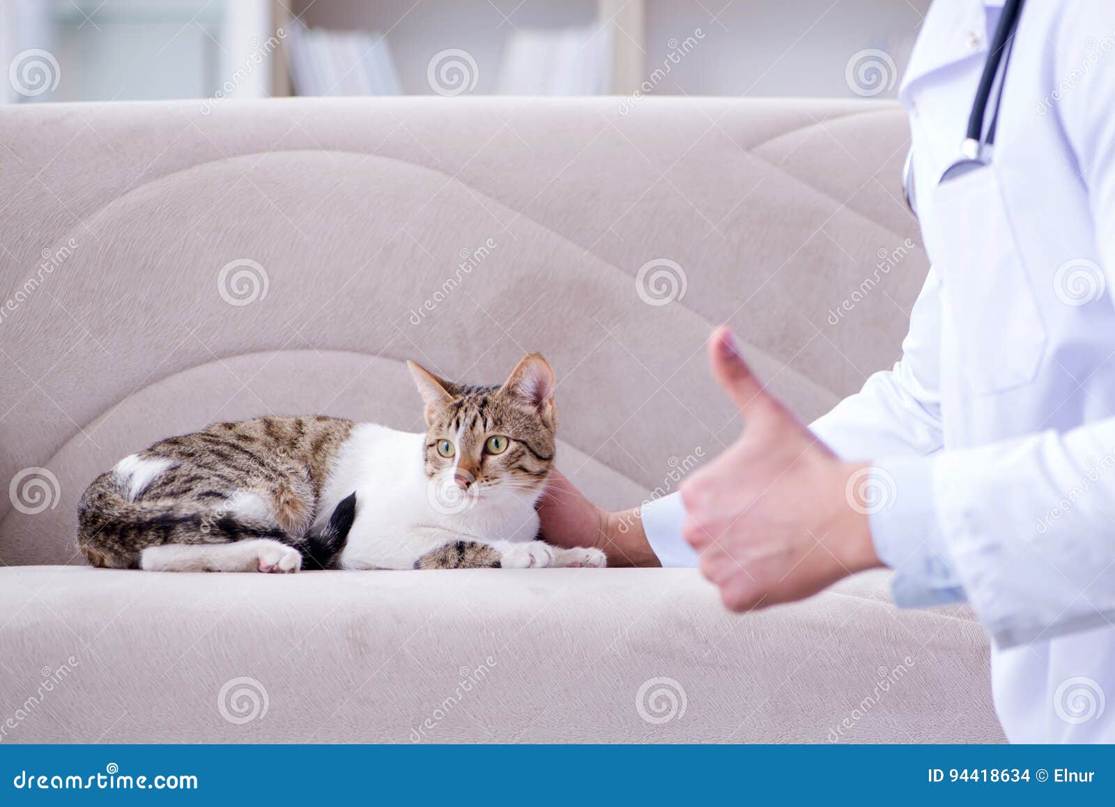 The Cat Visiting Vet for Regular Check Up Stock Photo - Image of ...