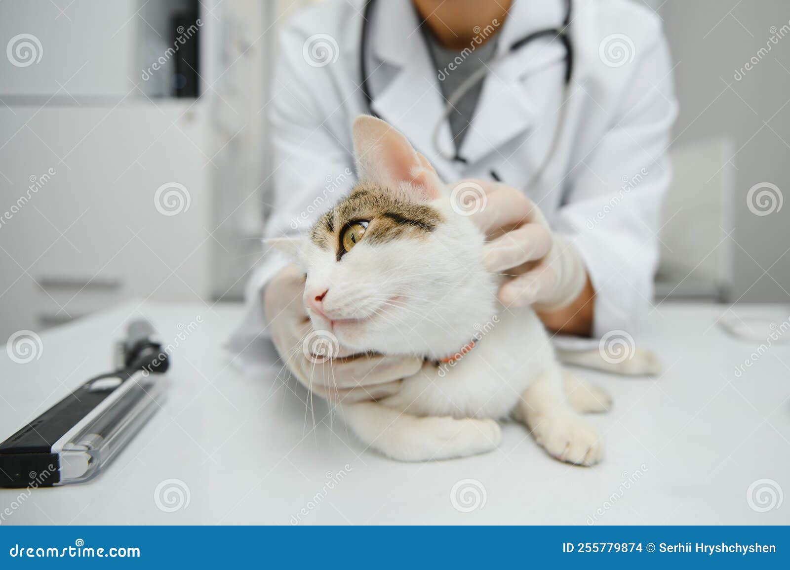 Cat Visiting Vet for Regular Checkup Stock Photo - Image of medical ...