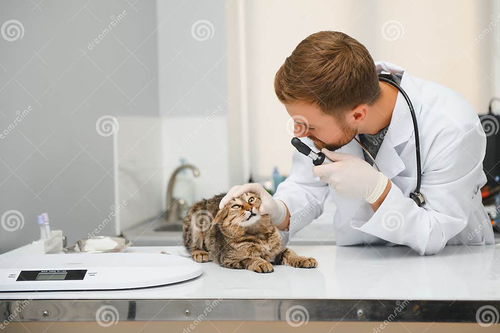 Cat Visiting Vet for Regular Checkup Stock Image - Image of hospital ...