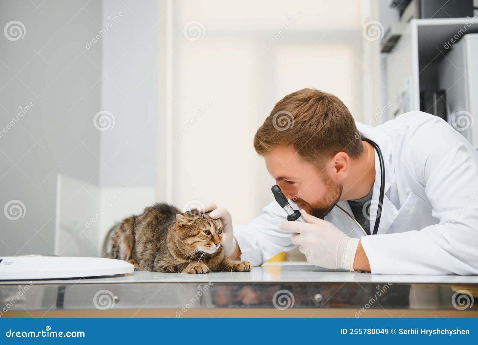 Cat Visiting Vet for Regular Checkup Stock Image - Image of baby ...