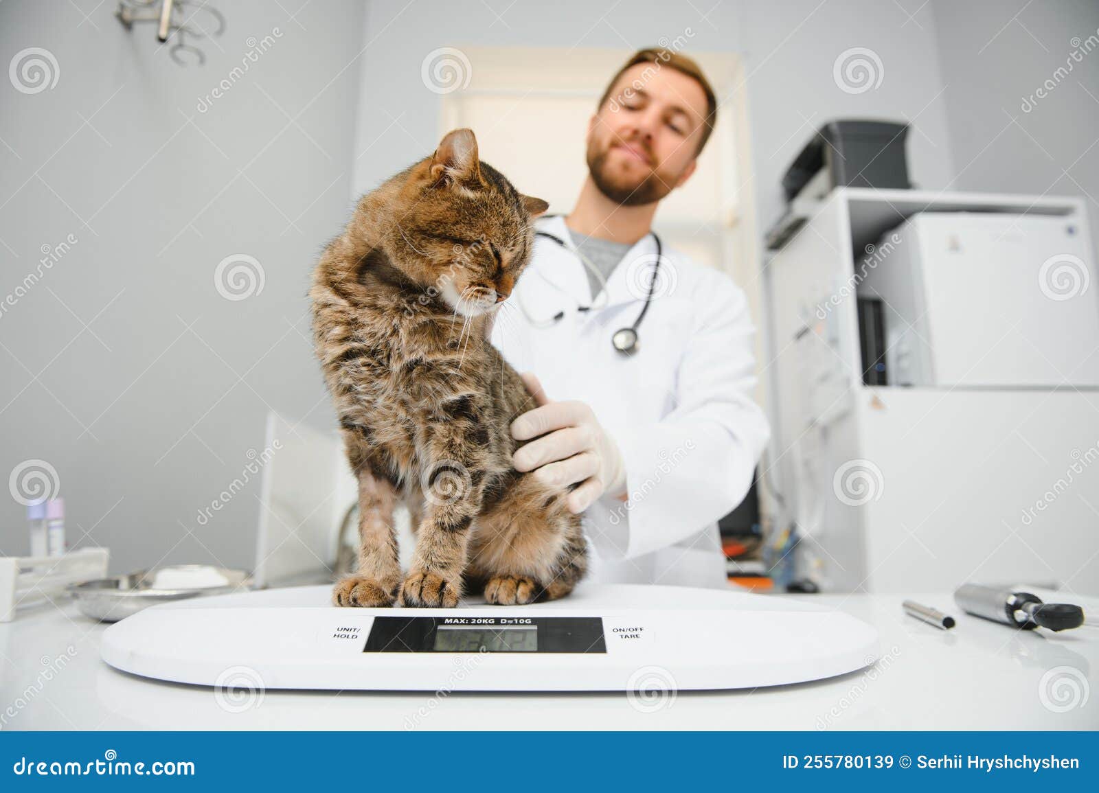 Cat Visiting Vet for Regular Checkup Stock Image - Image of medicine ...