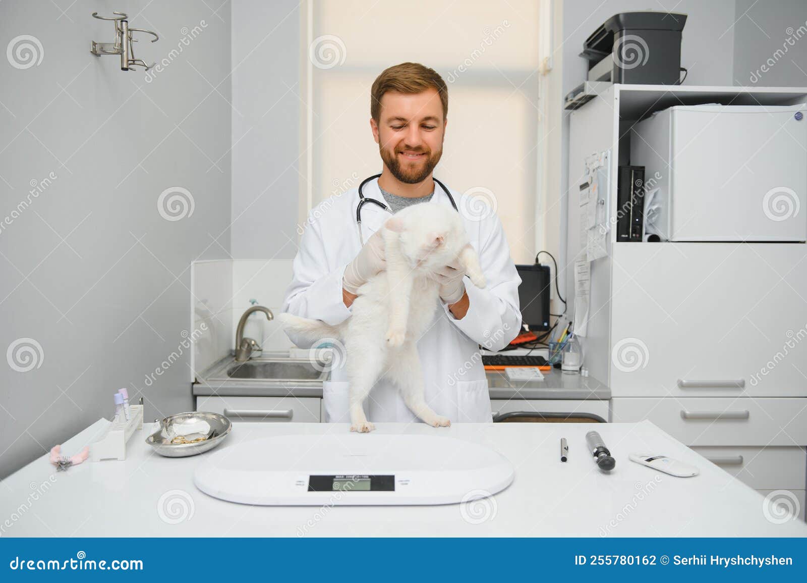 Cat Visiting Vet for Regular Checkup Stock Photo - Image of office ...
