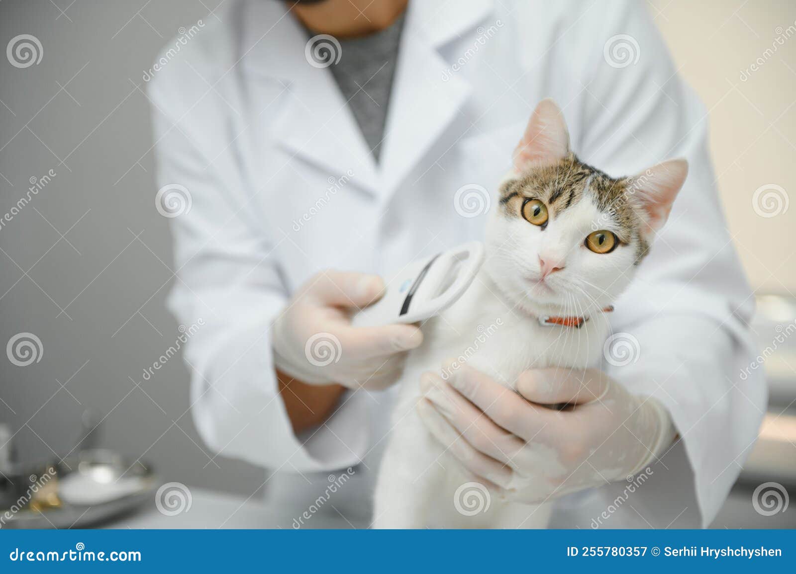 Cat Visiting Vet for Regular Checkup Stock Image - Image of blue ...