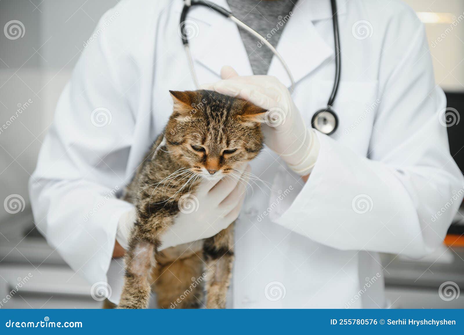Cat Visiting Vet for Regular Checkup Stock Photo - Image of care ...
